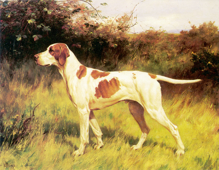 Art Prints of English Pointer by Thomas Blinks