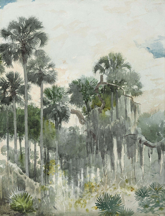 Art Prints of Florida Jungle by Winslow Homer