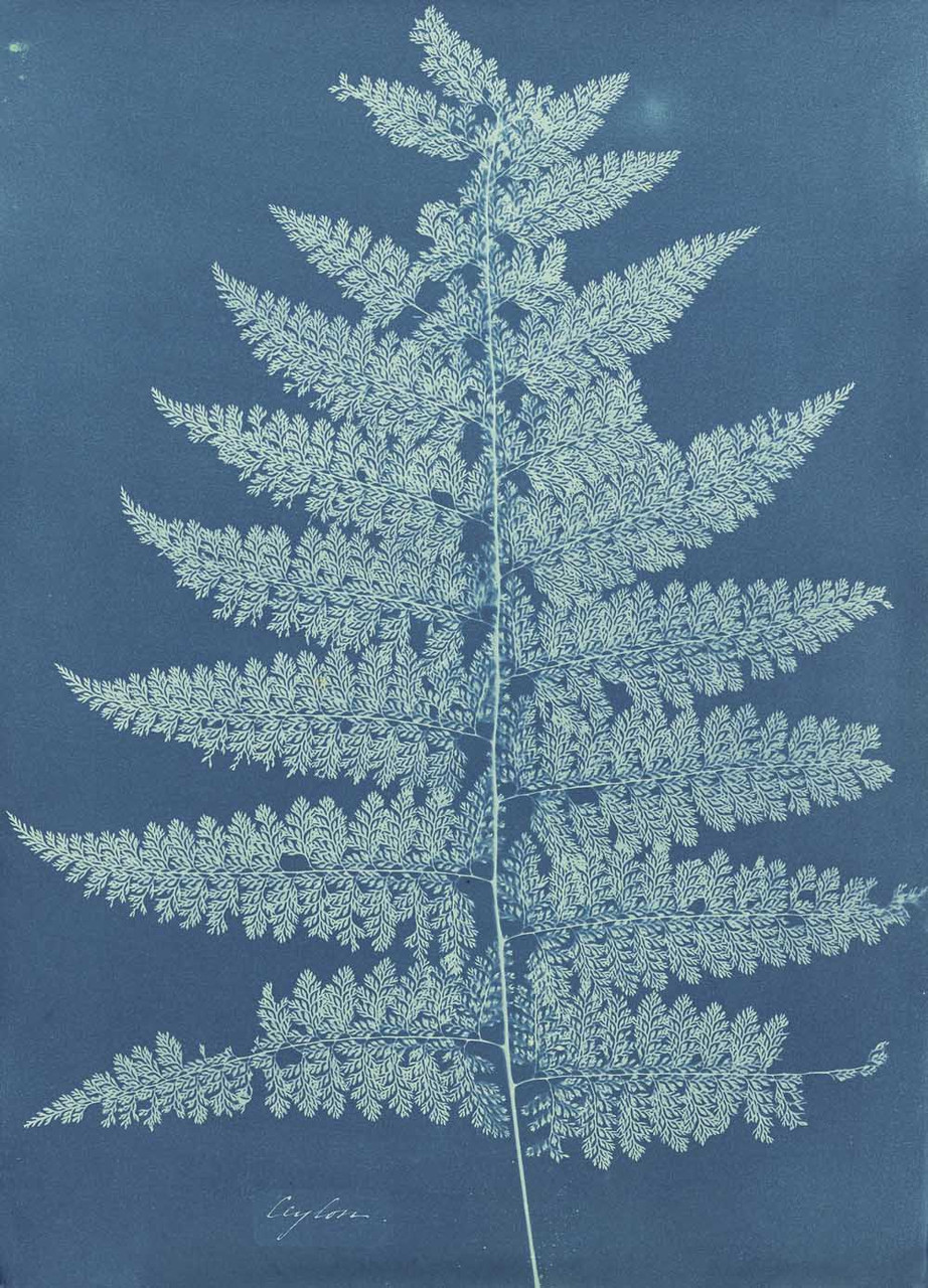 Art prints of Ceylon or Fern by Anna Atkins