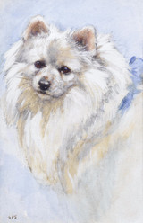 Art Prints of Portrait of a Pekingese by George Vernon Stokes