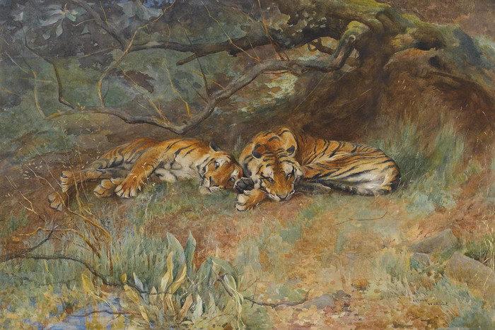 Art Prints of Two Tigers by a River by Arthur Wardle