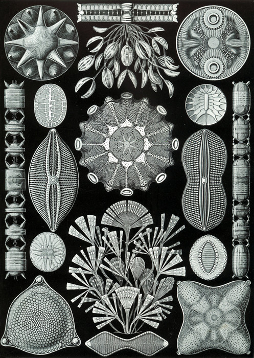 Art Prints of Actiniae, Plate 49 by Ernest Haeckel