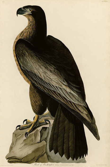 Art Prints of Rice Bird by John James Audubon