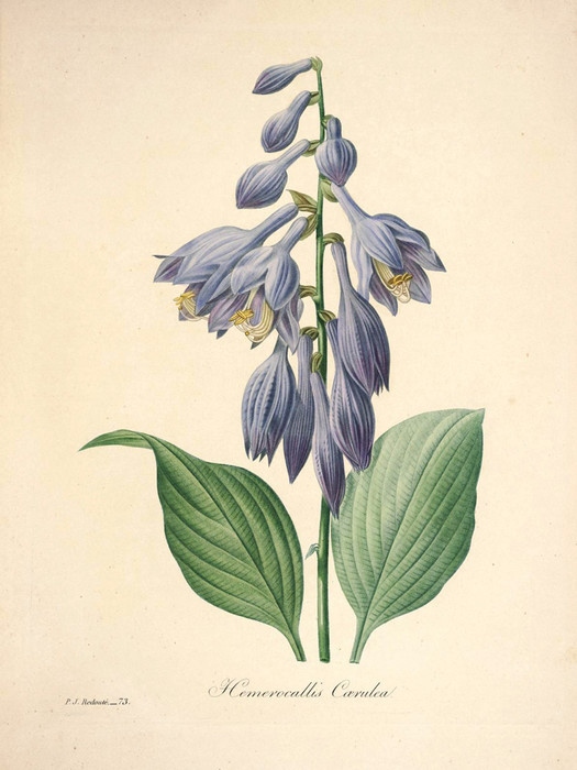 Art Prints of Hydrangea-Or-Hortensia, Plate 120 by Pierre-Joseph Redoute