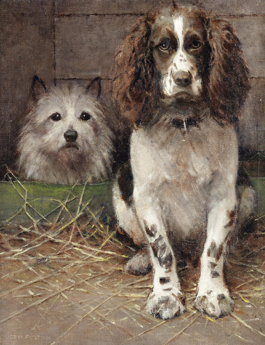 Art Prints of Portrait of a Pomeranian by Samuel Fulton