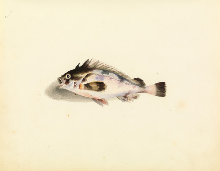 Art Prints of Stargazer Fish by W. B. Gould