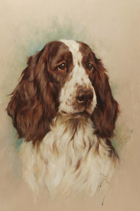 Art Prints of Head of a Springer Spaniel, English Continental School