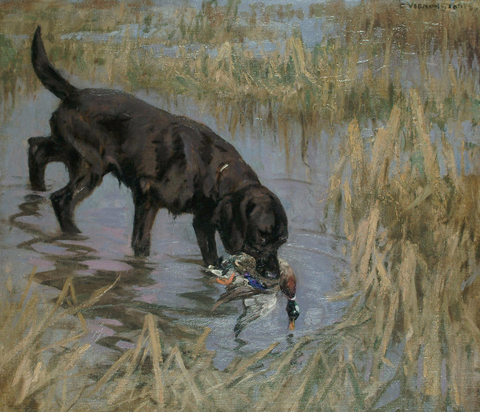 Art Prints of Portrait of a Japanese Spitz by George Vernon Stokes