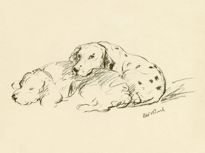 Art Prints of Julie & Sandy Alsatian Puppies by Lucy Dawson