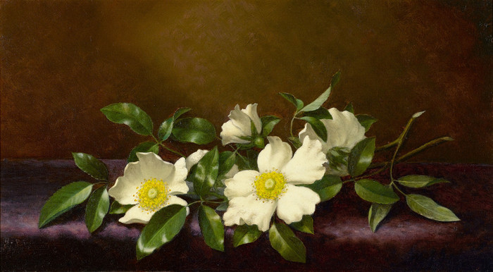 Art Prints of Giant Magnolias on a Blue Velvet Cloth by Martin Johnson ...