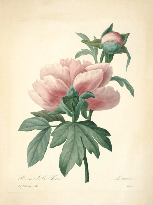 Art Prints of Hydrangea-Or-Hortensia, Plate 120 by Pierre-Joseph Redoute