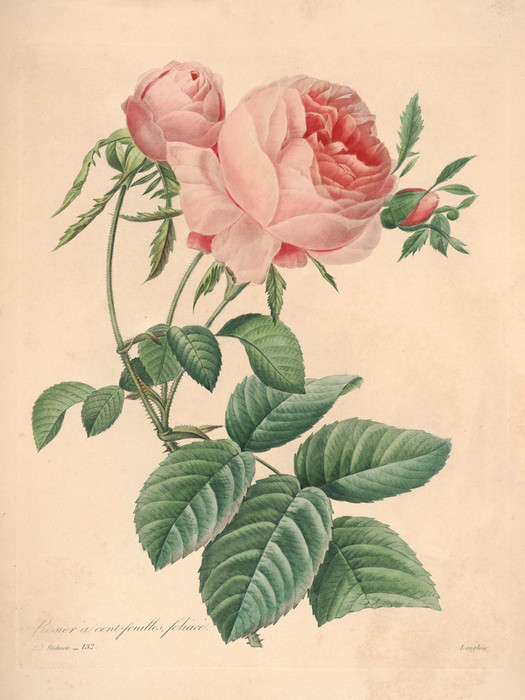 Art Prints of Rose Indica, Plate 84 by Pierre-Joseph Redoute