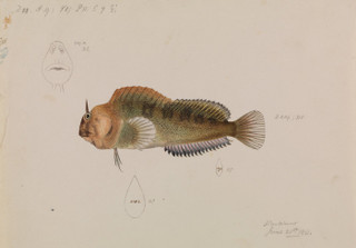 Art Prints of Prawn by Arthur Bartholomew