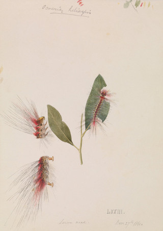 Art Prints of Prawn by Arthur Bartholomew