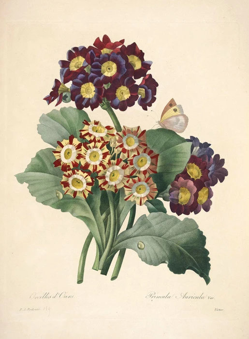 Art Prints of Hydrangea-Or-Hortensia, Plate 120 by Pierre-Joseph Redoute