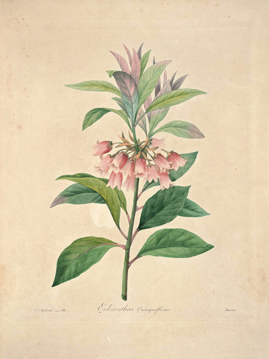 Art Prints of Hydrangea-Or-Hortensia, Plate 120 by Pierre-Joseph Redoute