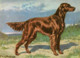 Art Prints of English Setter by Edwin Megargee