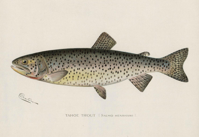 Art Prints of Canadian Red Trout, Male by Sherman Foote Denton