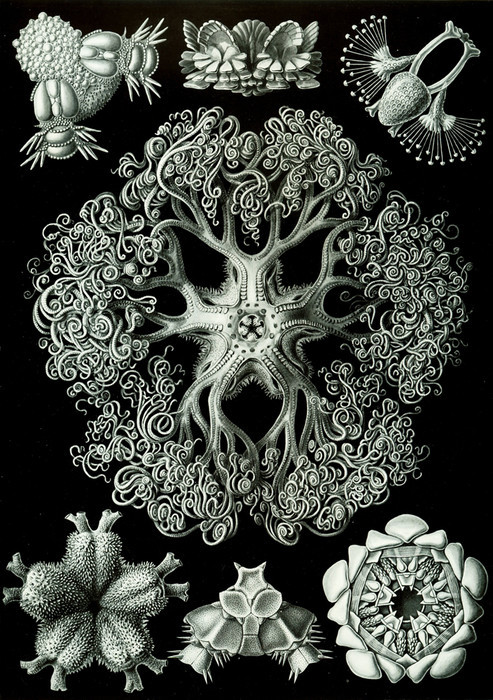 Art Prints of Florideae, Plate 65 by Ernest Haeckel