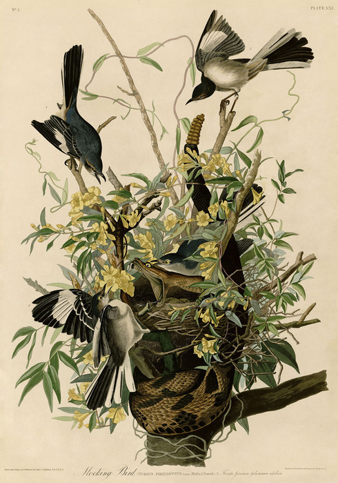 Art Prints of Rice Bird by John James Audubon