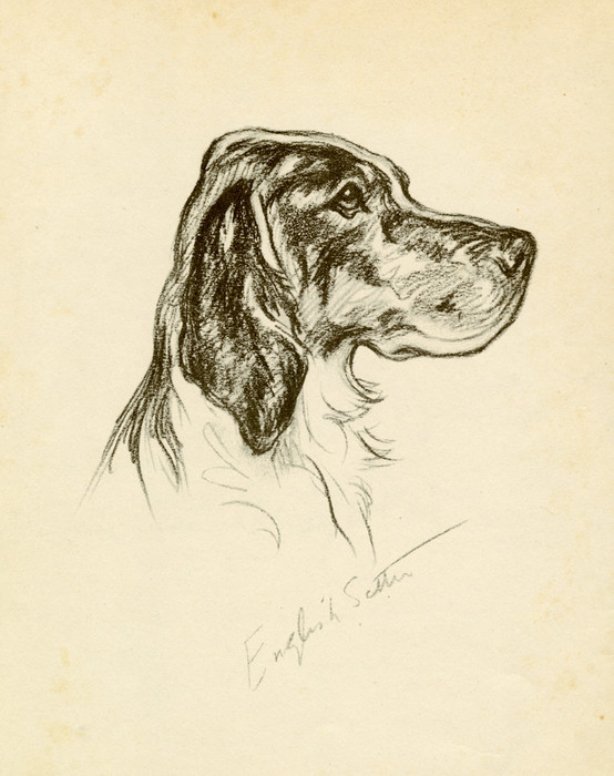 Art Prints of Drawing Room Manners, Setter by Lucy Dawson