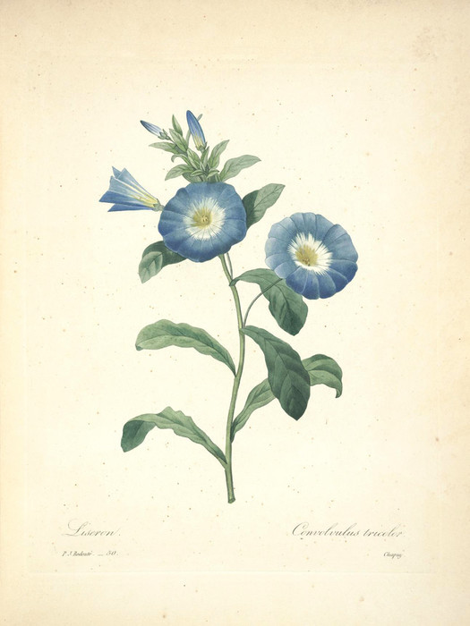 Art Prints of Hydrangea-Or-Hortensia, Plate 120 by Pierre-Joseph Redoute