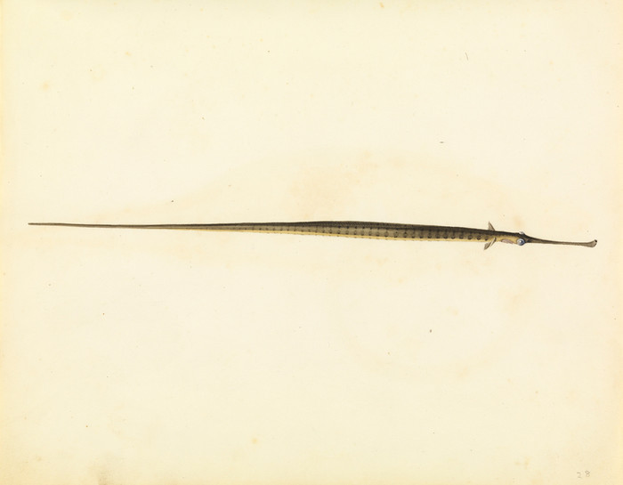 Art Prints of Stargazer Fish by W. B. Gould