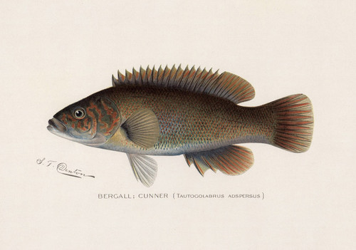 Art Prints of Bergall or Cunner by Sherman Foote Denton