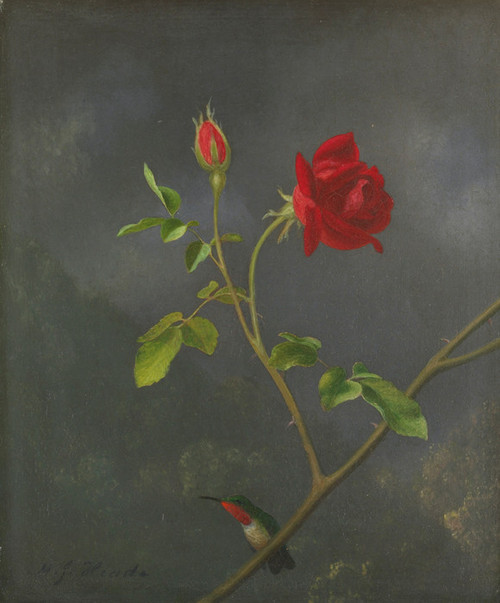 Art Prints of Red Rose with Ruby Throat by Martin Johnson Heade