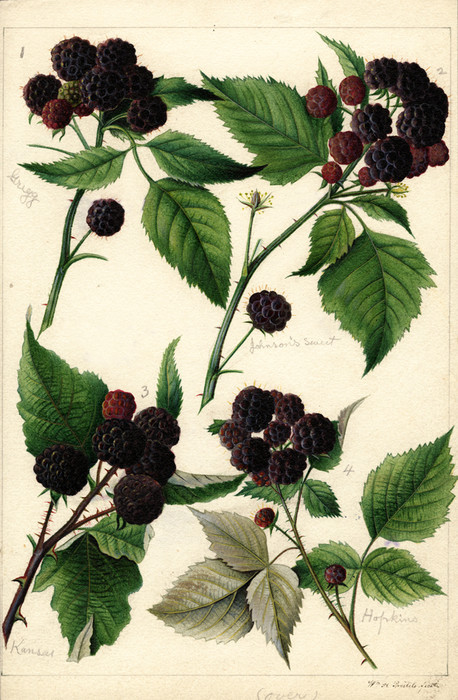 Art Prints of Black Raspberries by William Henry Prestele