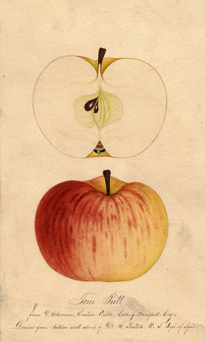 Art Prints of Tom Putt Apples by William Henry Prestele