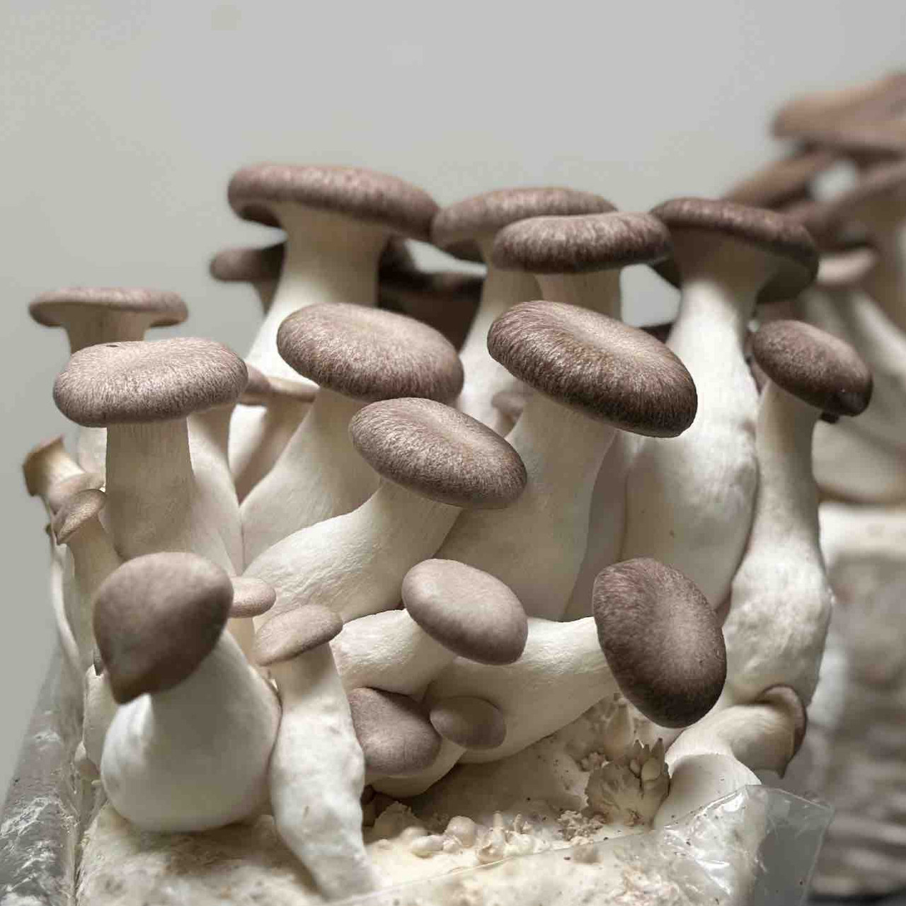 Mushroom Spawn - By Mushroom - Oyster - Oyster - Substrate Strains ...
