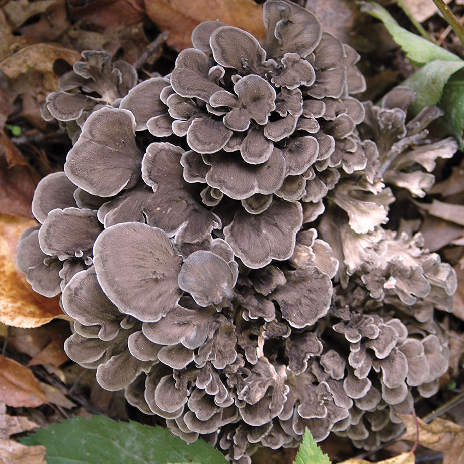 Maitake Sawdust Spawn Starter Kit