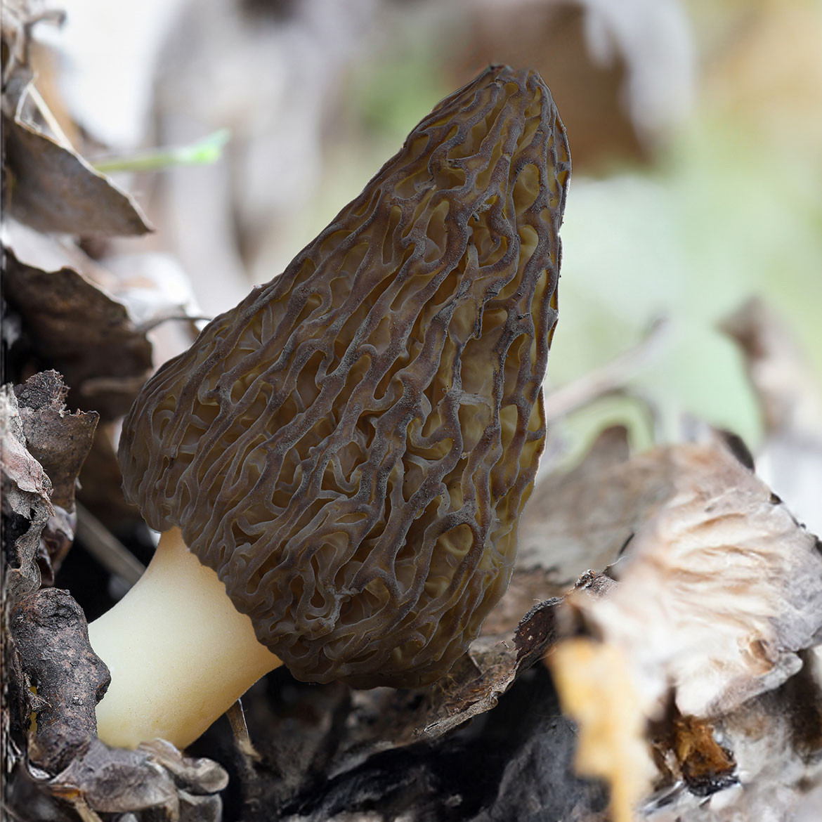 Morel Cultivation Online Seminar - May 19th