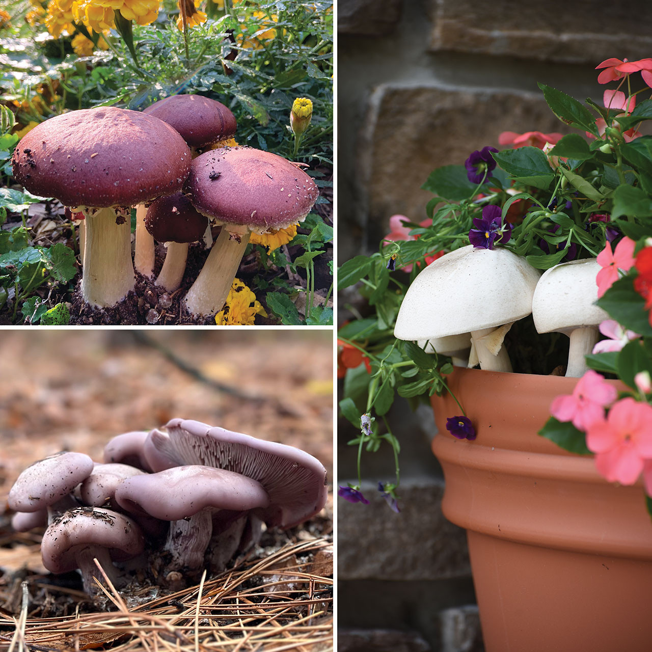 Garden Mushroom Trio Set