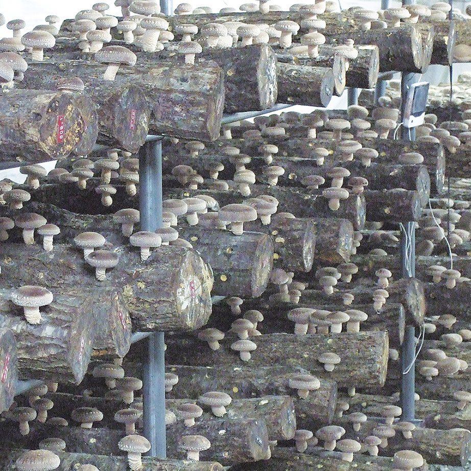 #1 Son™ Shiitake (Lentinula edodes) Plug Spawn