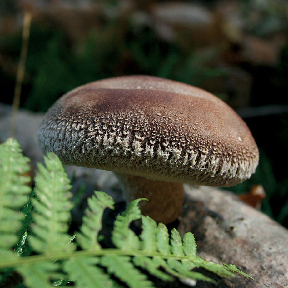 Shiitake - Bellwether™ (Lentinula edodes) Plug Spawn