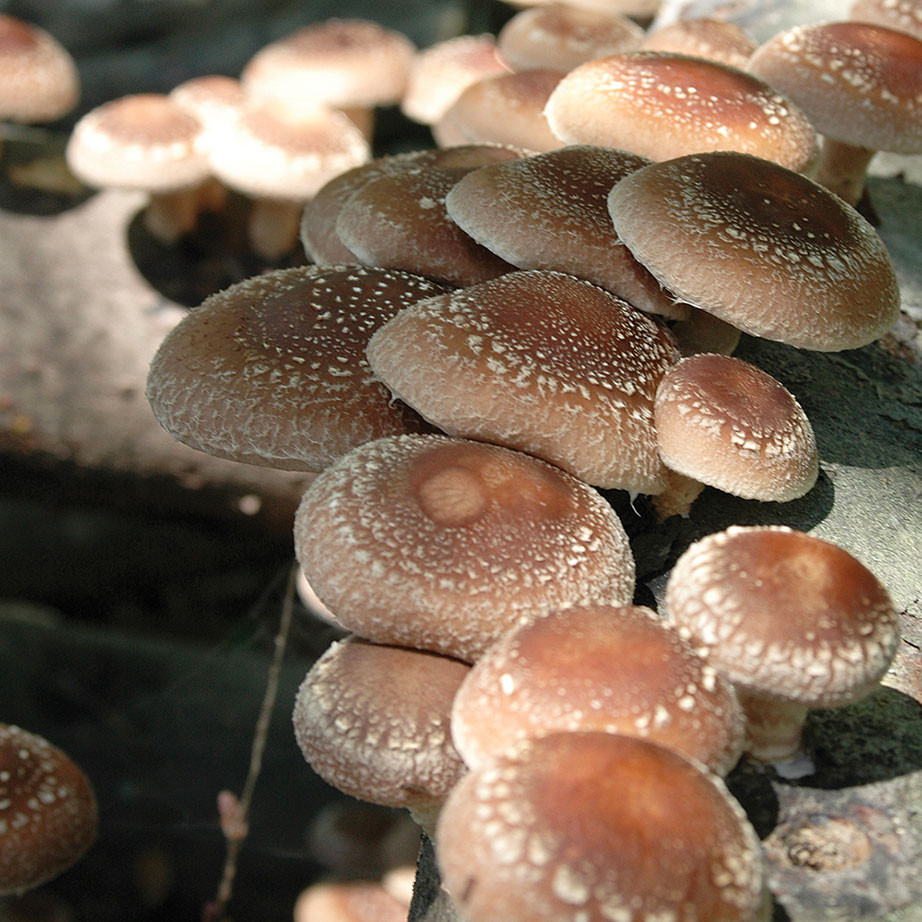Shiitake - Native Harvest™ (Lentinula edodes) Sawdust Spawn