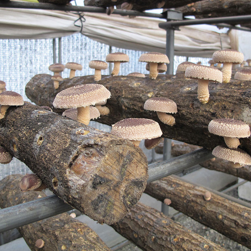 #1 Son™ Shiitake (Lentinula edodes) Plug Spawn