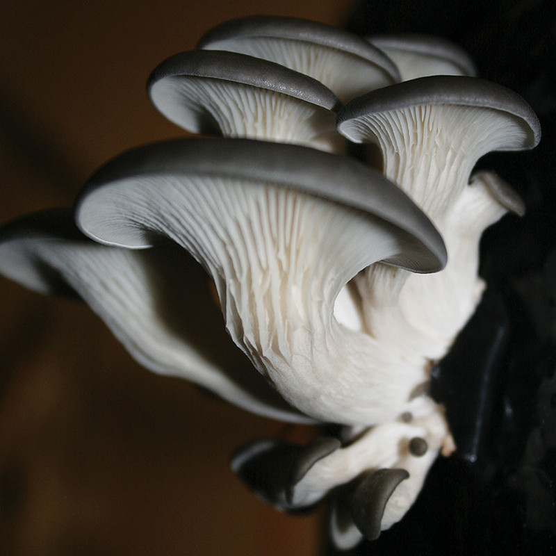 Grey Dove Oyster Mushroom Organic Grain Spawn for substrates