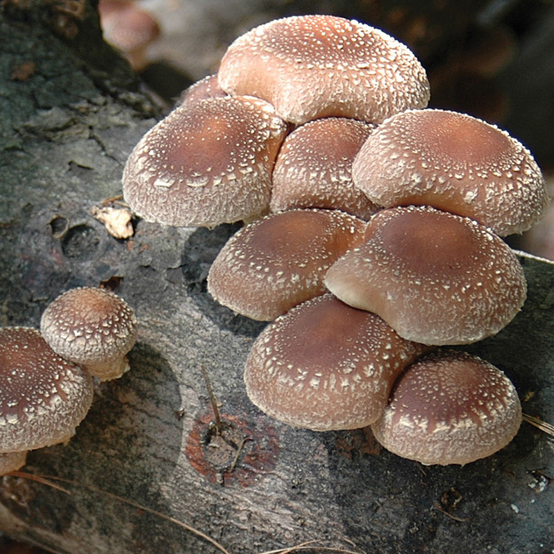 Shiitake - Native Harvest™ (Lentinula edodes) Sawdust Spawn
