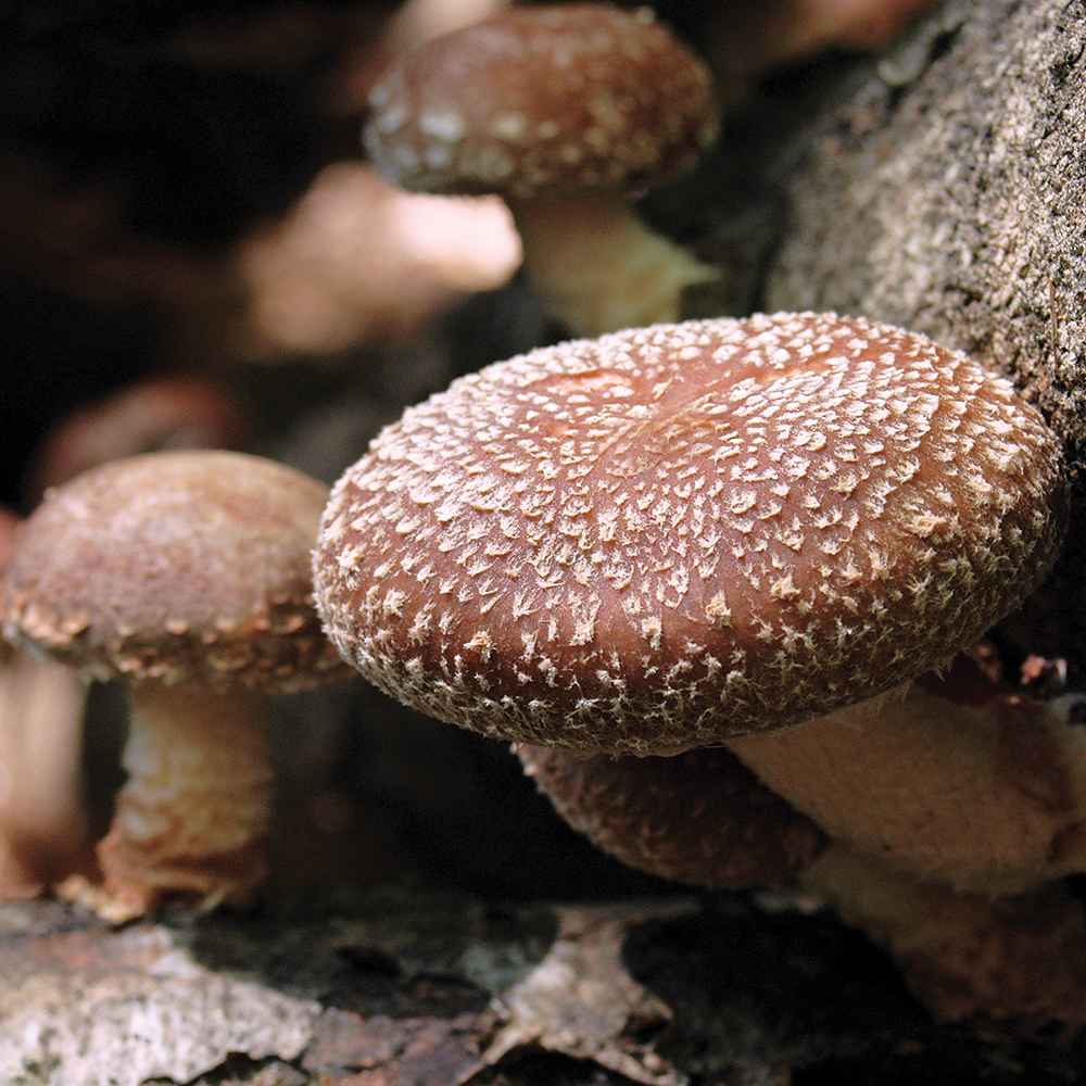 Can I use Red Maple to Grow shiitake mushrooms? - Field & Forest Products