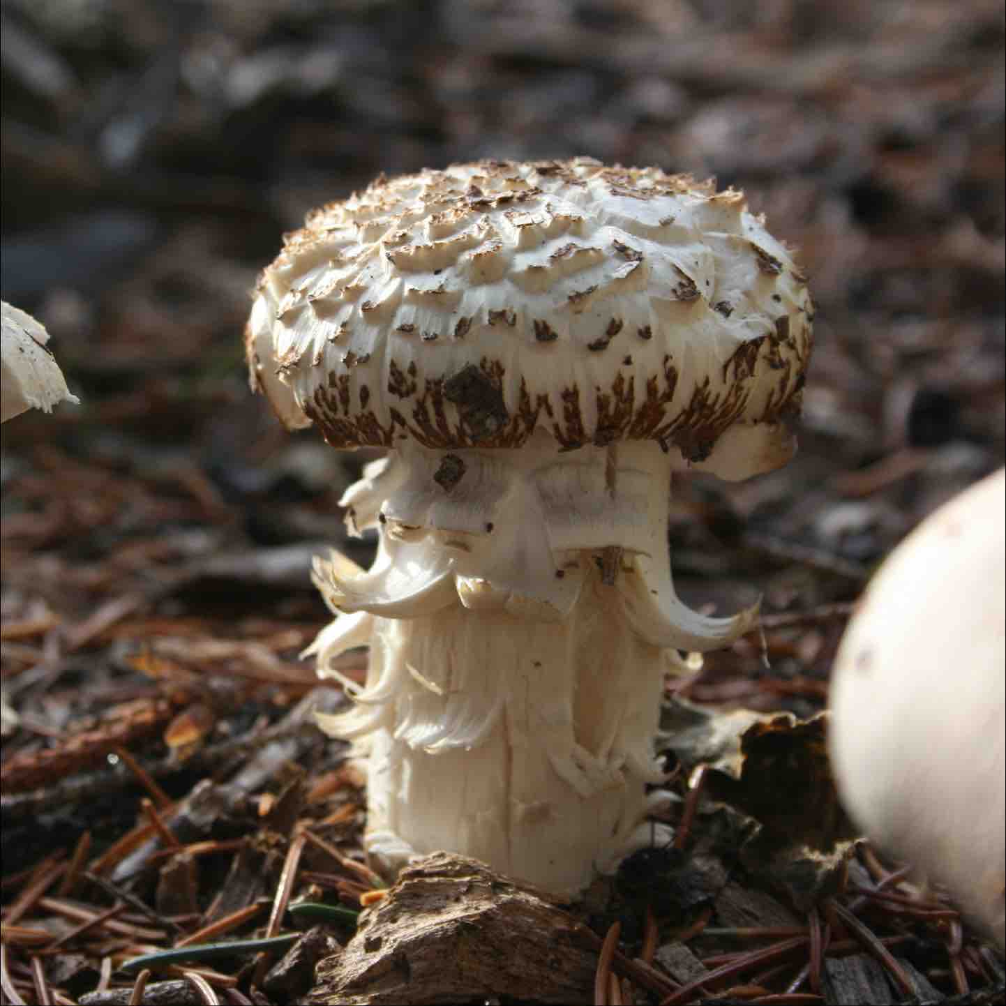 Normal Looking Wine Cap - Defined - Field & Forest Products