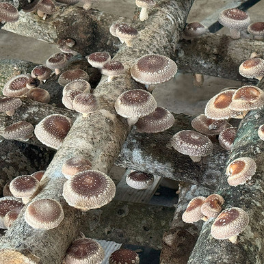 Shiitake - Cumulus™ (Lentinula edodes) Plug Spawn