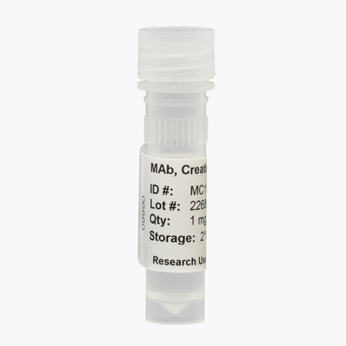 Creatine Kinase BB (CK-BB) Monoclonal Antibody - scrippslabs.com