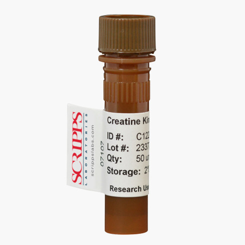 Recombinant Creatine Kinase MB | ScrippsLabs.com