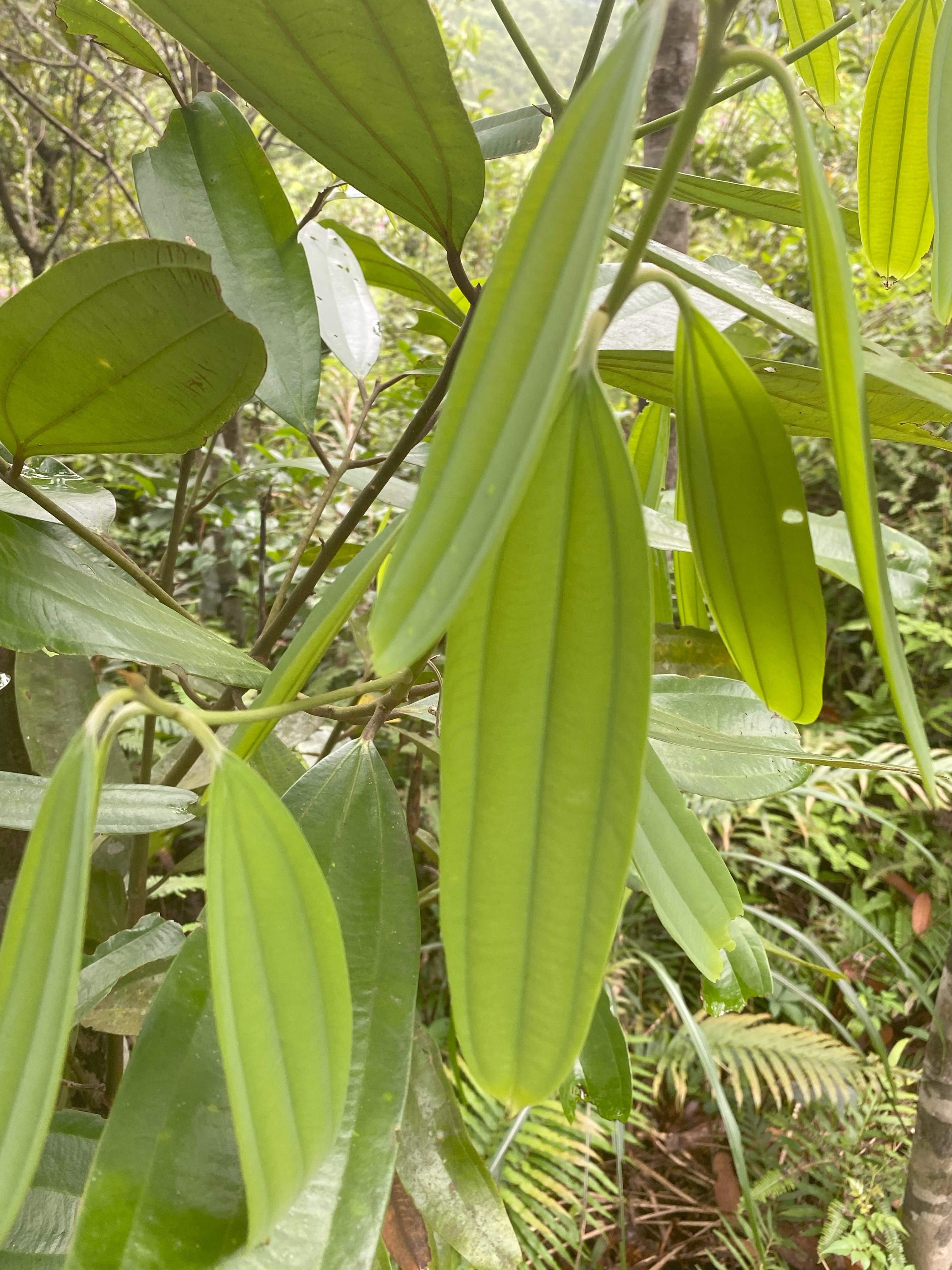 Visiting cassia (cinnamon) growing region in southern China - Virginia ...