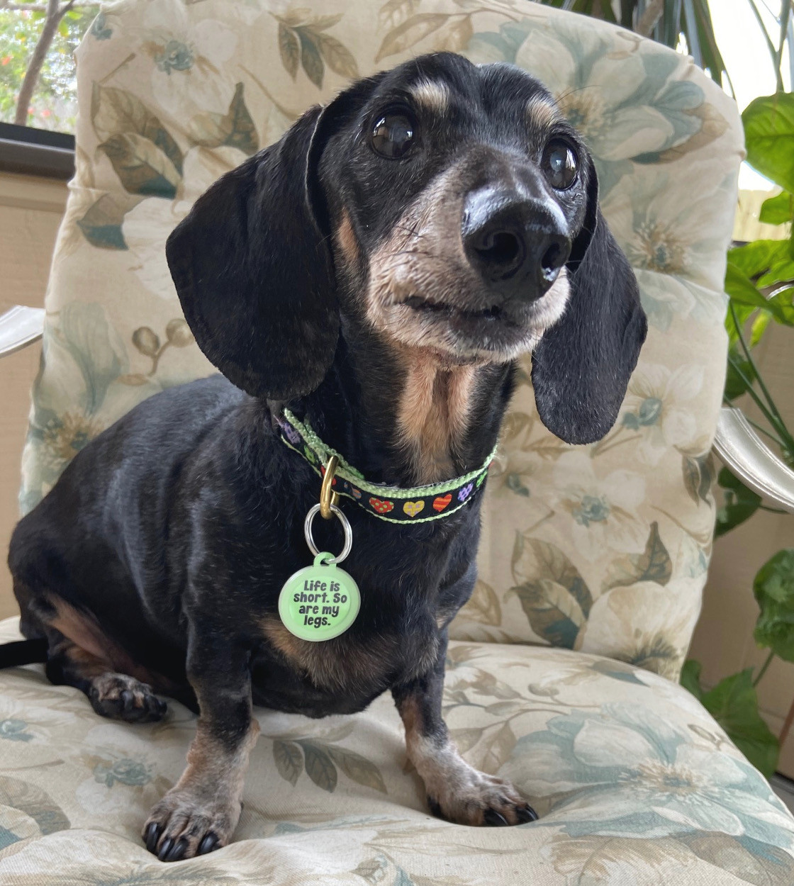 For Dachshunds - Fun Dog Tags - What's Up Dox