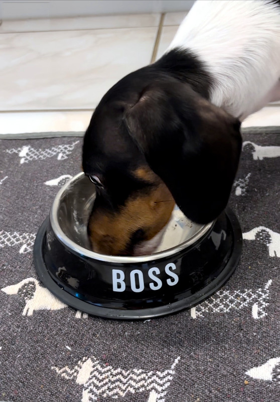 Boss Dog Bowl - What's Up Dox