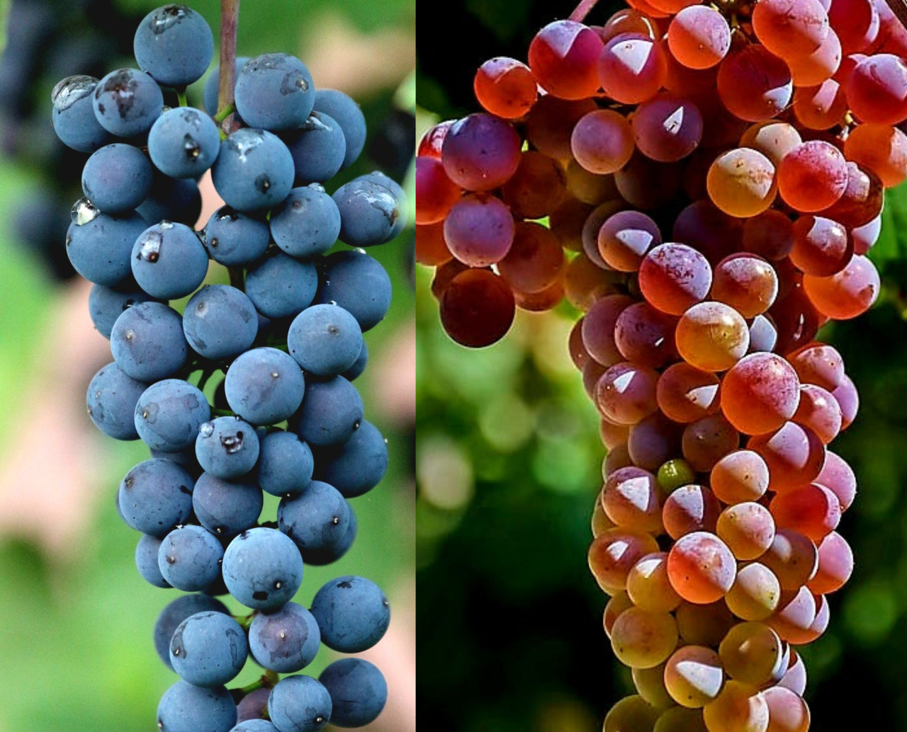 Vitis' Hardy Red & Blue Grape Duo - shopctn.com